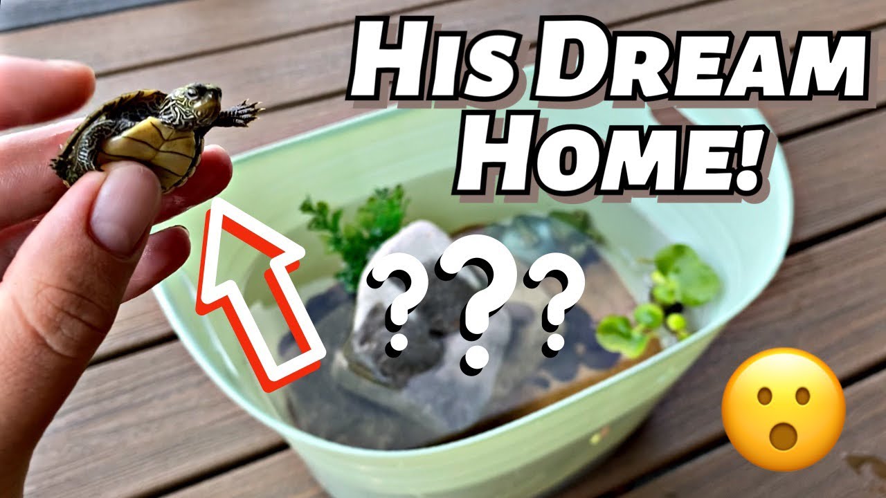 Building Baby Turtle DREAM MINI POND!! (Easy DIY) - YouTube