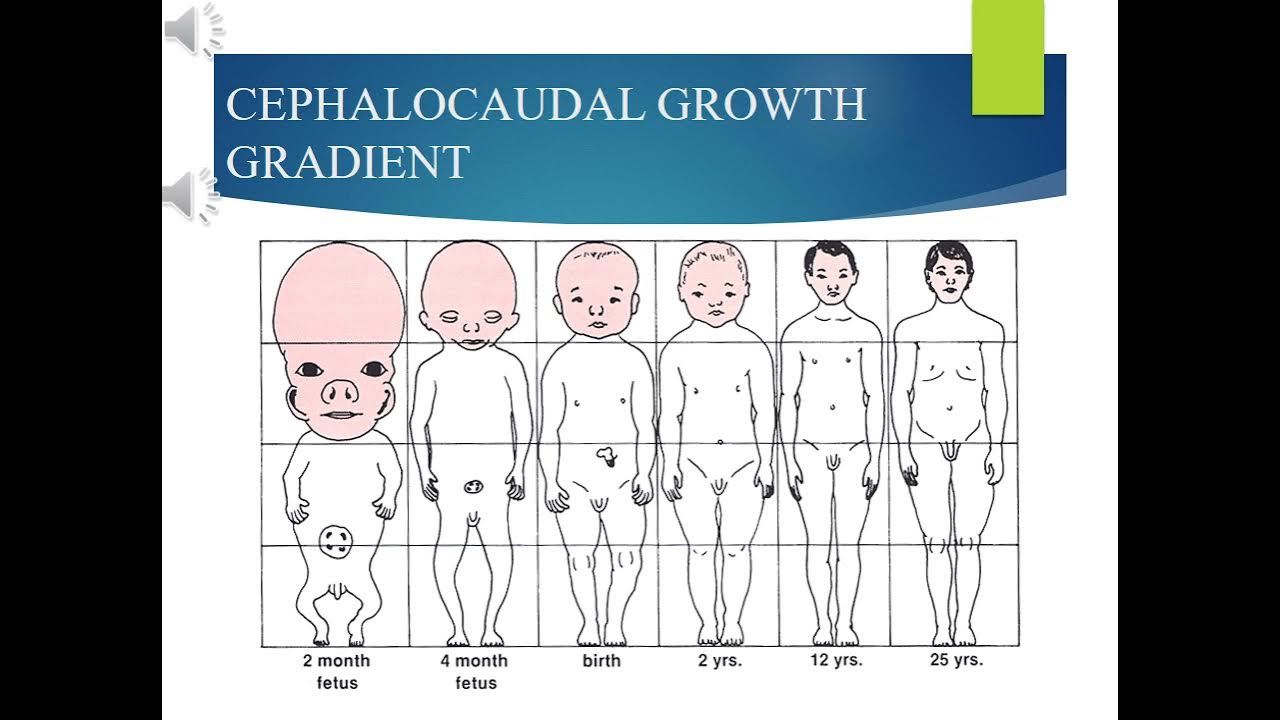Craniofacial Growth And Development Part1 Youtube