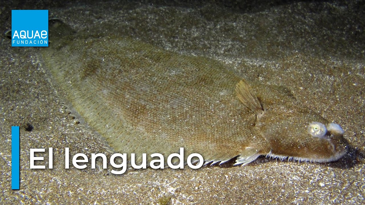 El LENGUADO COMÚN, un pez PLANO que se camufla en los FONDOS ARENOSOS ...