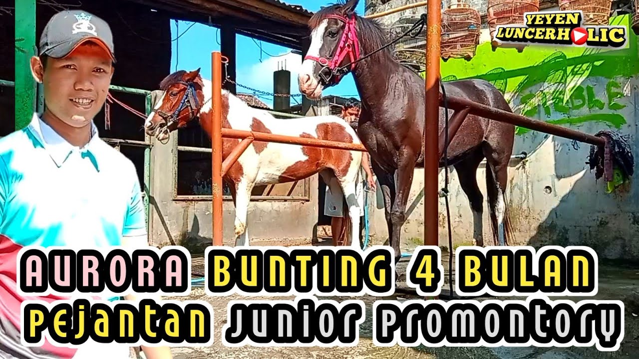 Kondisi Terbaru Kuda Belo Dan Dua Kuda Betina Milik HARSANA JAYA STABLE ...