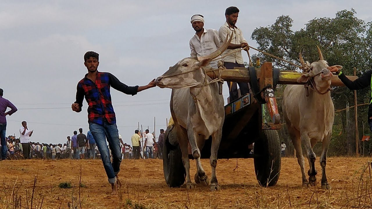Bullock cart race in India | Karnataka | Mirle - YouTube