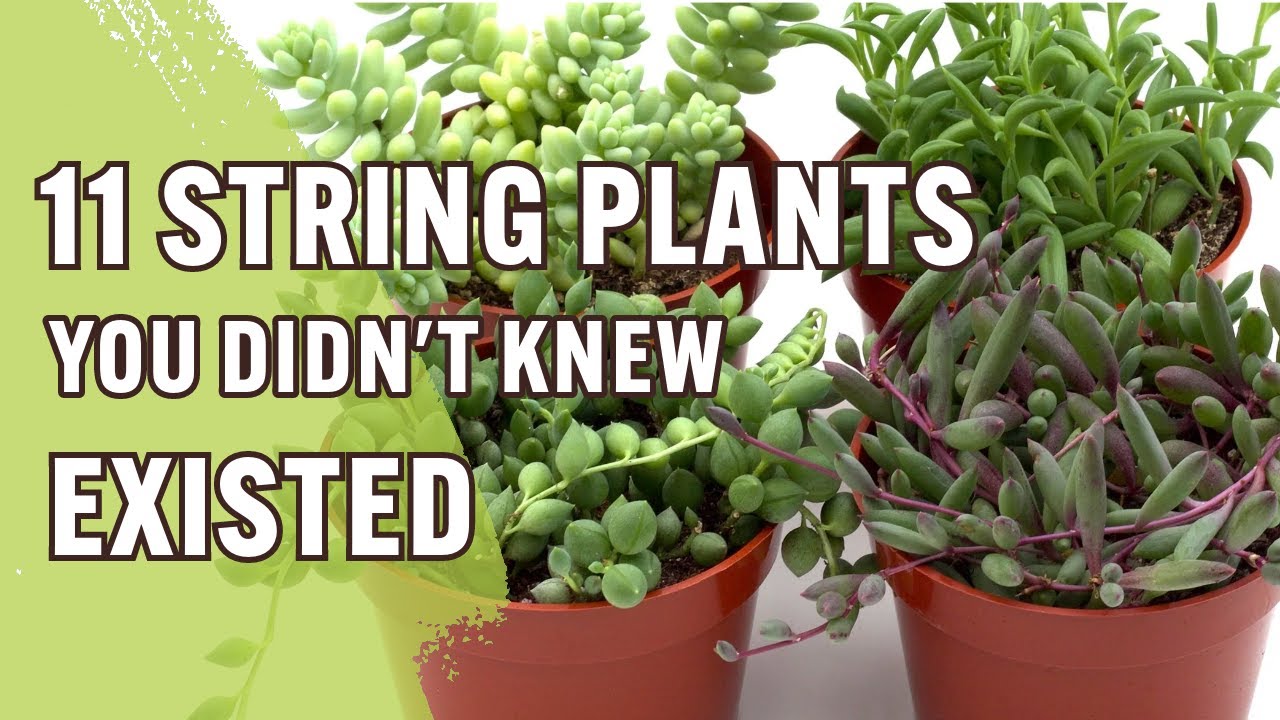 11 String Plants you never knew existed! 🌿 String Succulents - YouTube