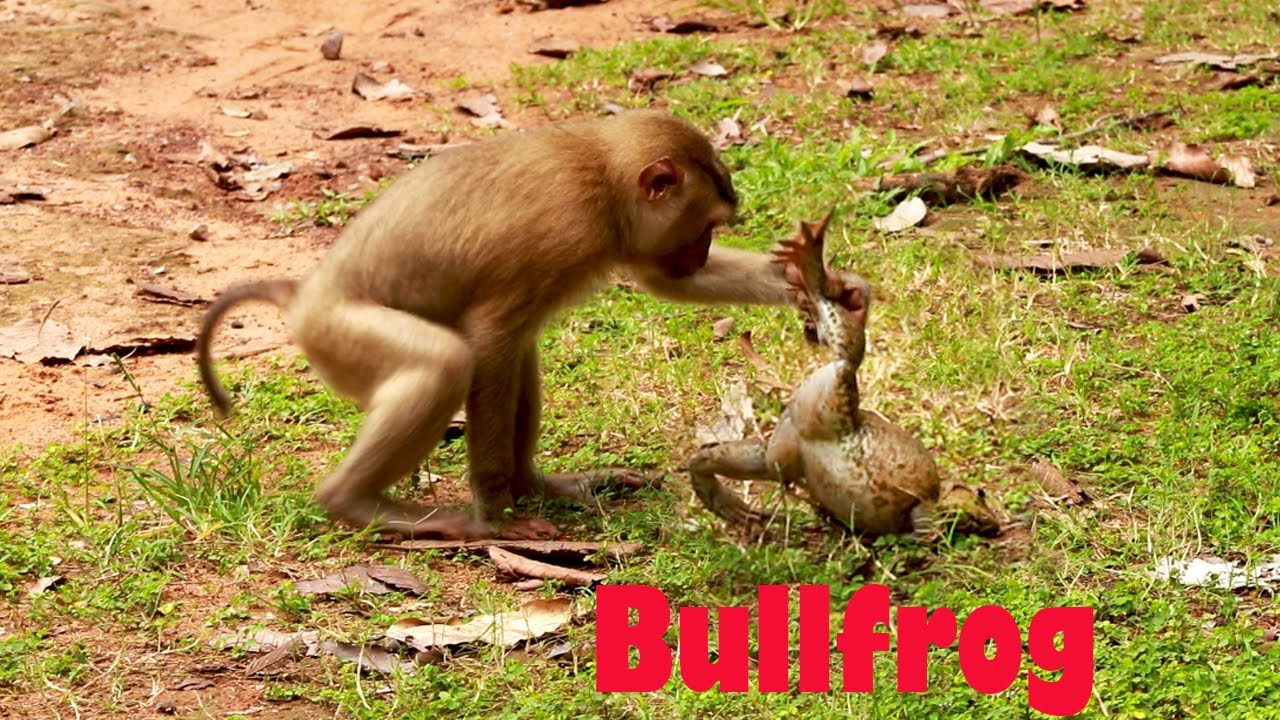 Funny Lol Bullfrog and Monkey Playing || Frog vs Monkey - YouTube