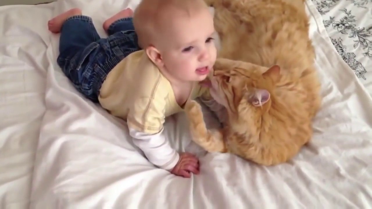 Funny cats Video 2017 - Cute and Funny Babies Laughing At Cats ...