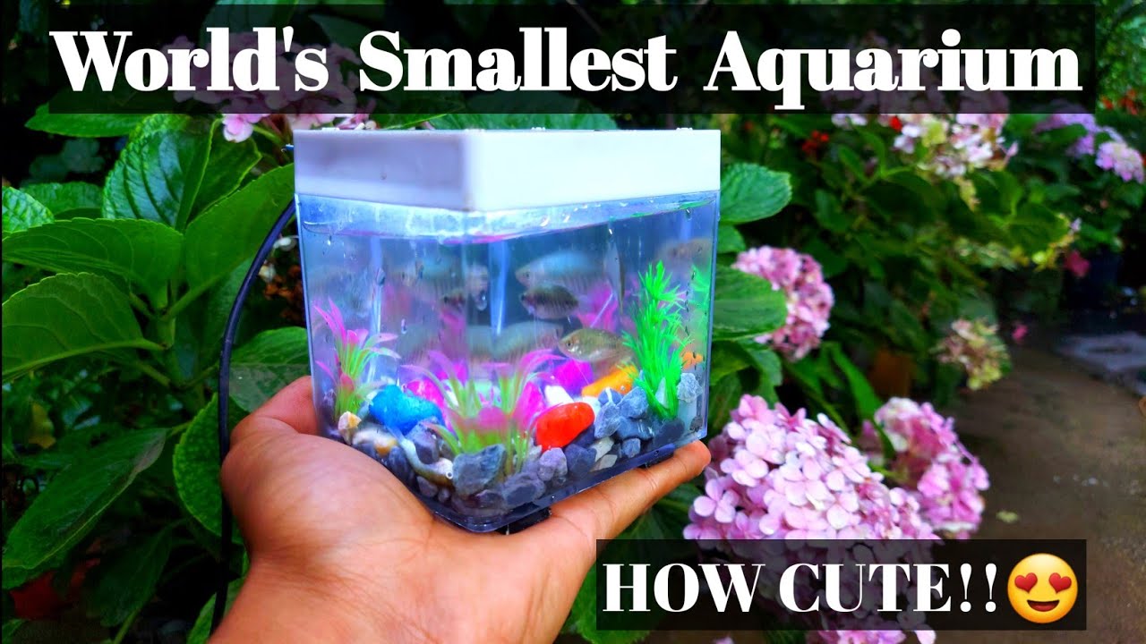 How To Make A MINI Aquarium At Home || Karmna Aquarium Sagani || DIY ...