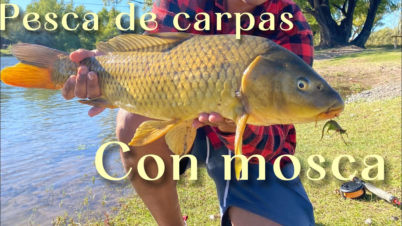 Pesca de carpas con mosca!!!! Tremendas carpas en el Río Negro( General ...