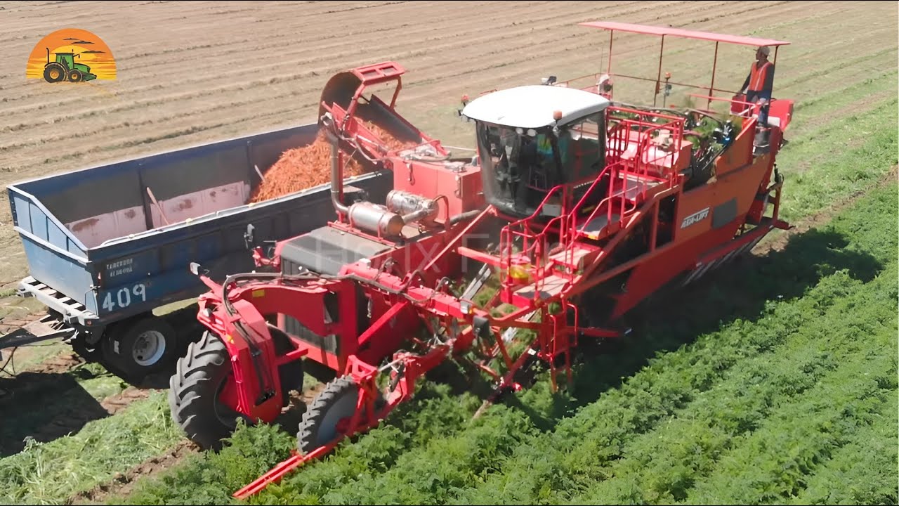 American farm workers plant and harvest millions of tons of carrots ...