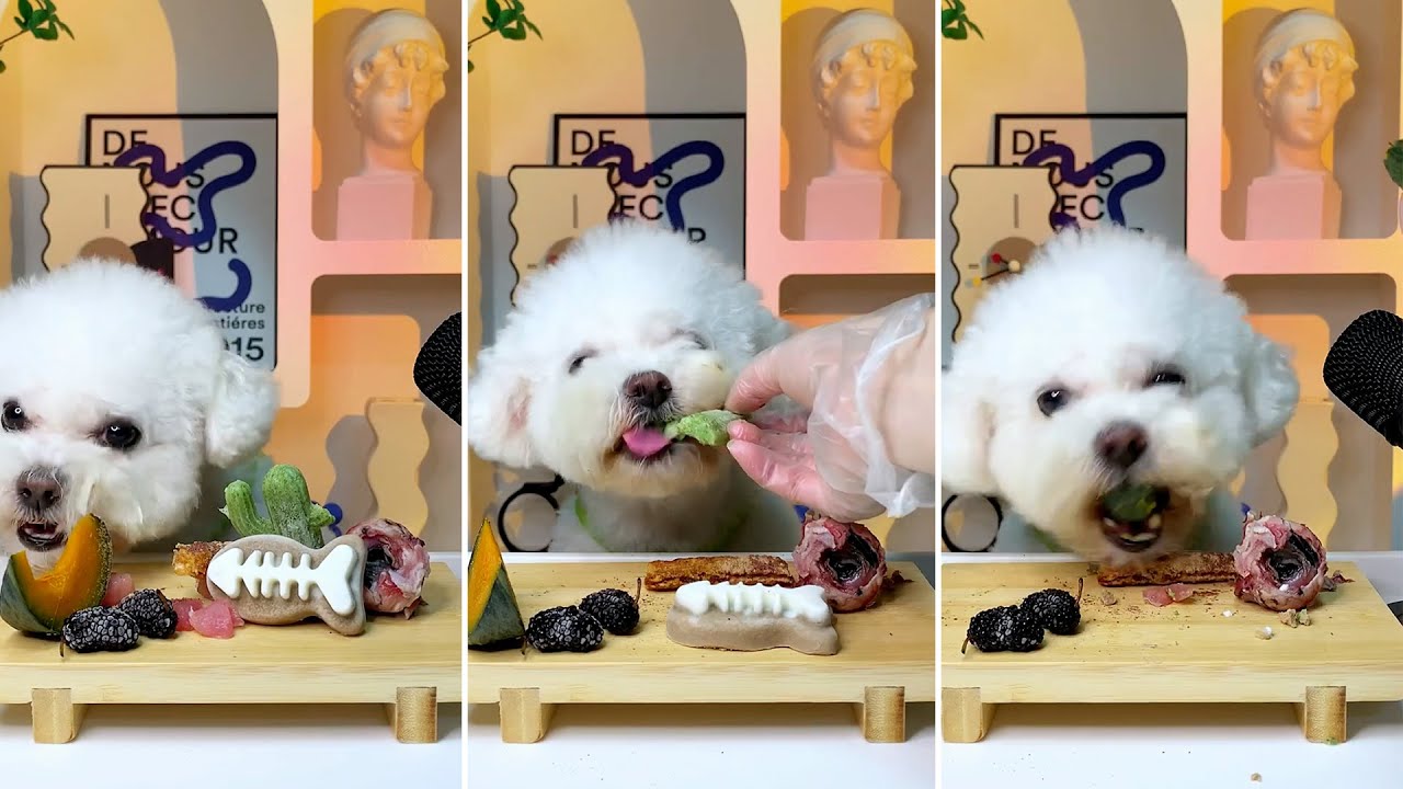 DOG MUKBANG ASMR | yummy enjoy 맛있는 개밥 puppy eating raw meat - YouTube