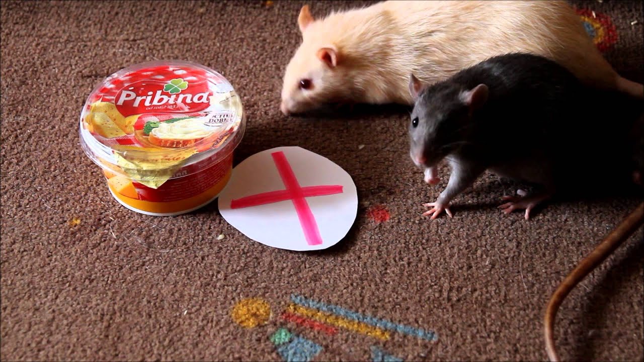 Australian shepherd Charlie and rats-Criminals - YouTube