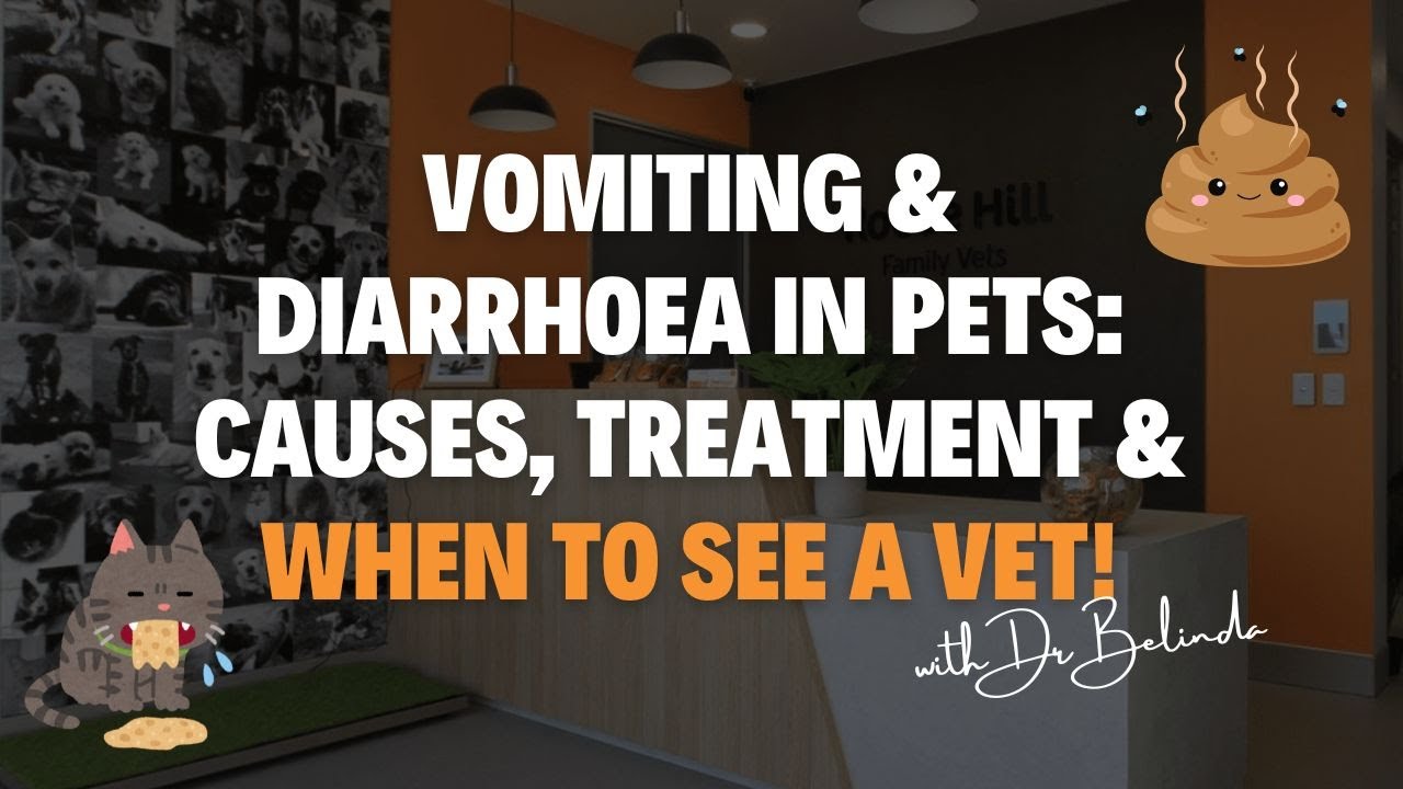 Vomiting & Diarrhoea in Pets: Causes, Treatment & When to See a Vet ...