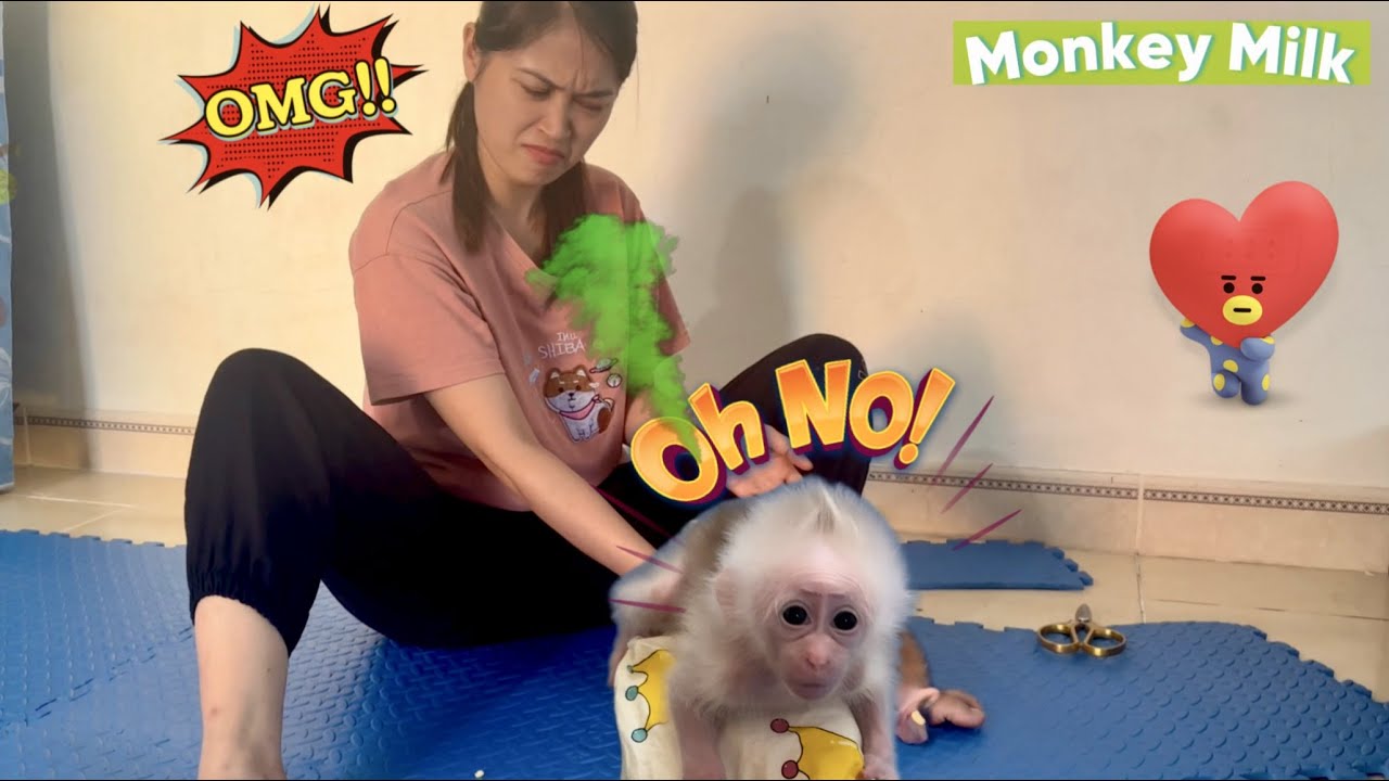 Monkey Abi's day with her mother | Monkey Abi is becoming stronger day ...