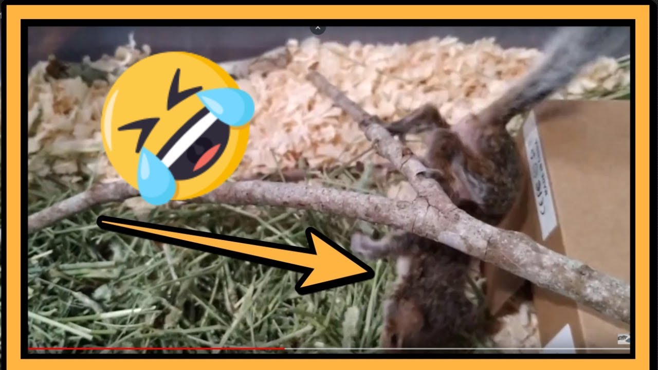 Baby Squirrel Trying To Climb On Branches (and Failing A Lot) - YouTube