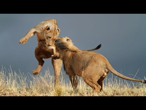 Lion calling his brother for helping to fight back again🥷🤔 - YouTube