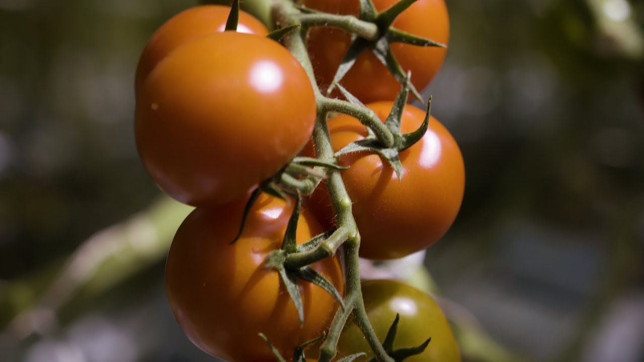 Building synergy: Vermilion Energy Inc. creates geothermal energy from ...