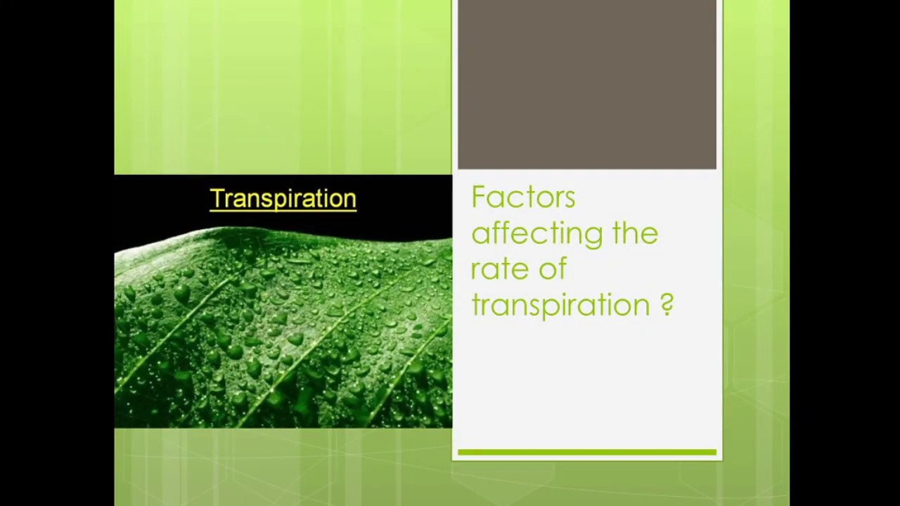 What is transpiration? - YouTube