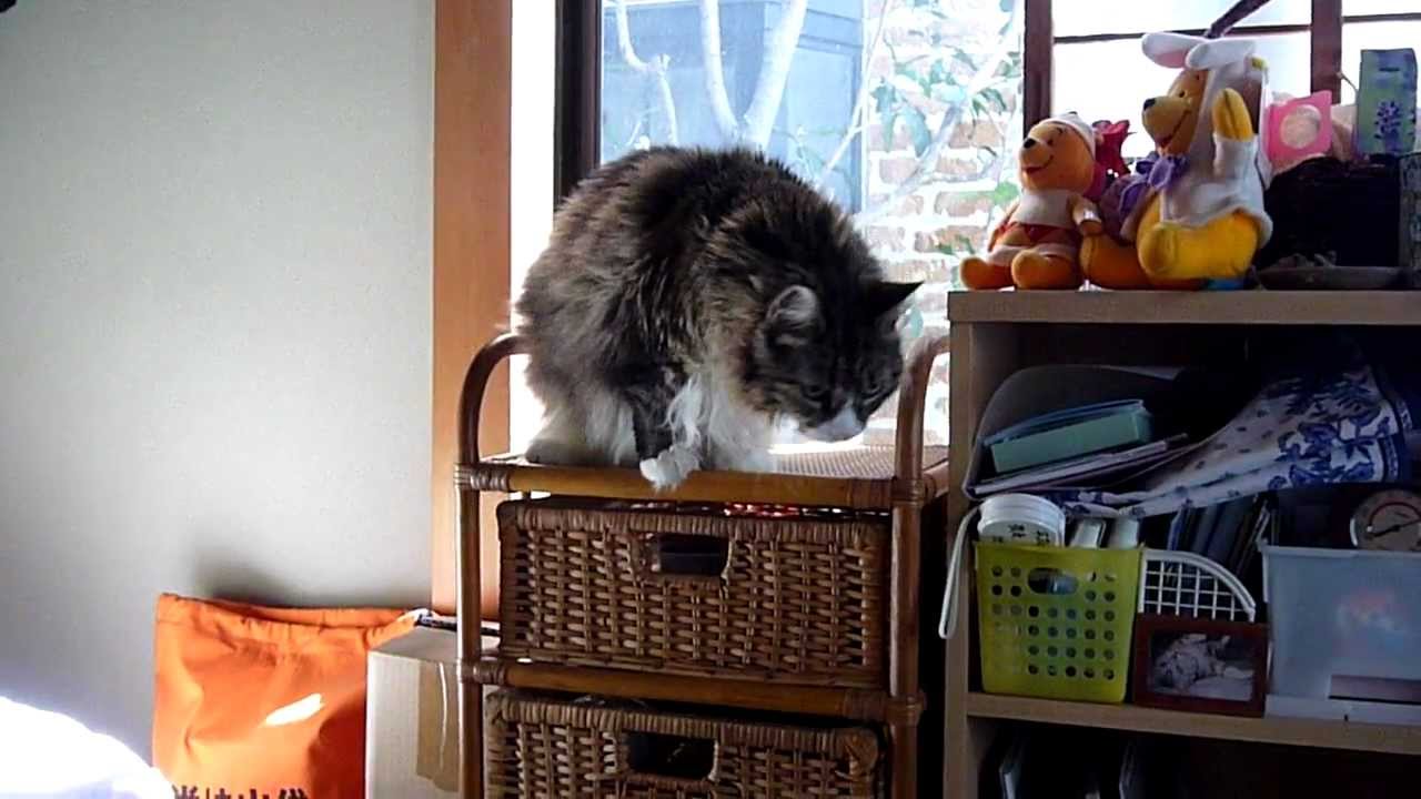 Maine Coon Cat Mei - YouTube