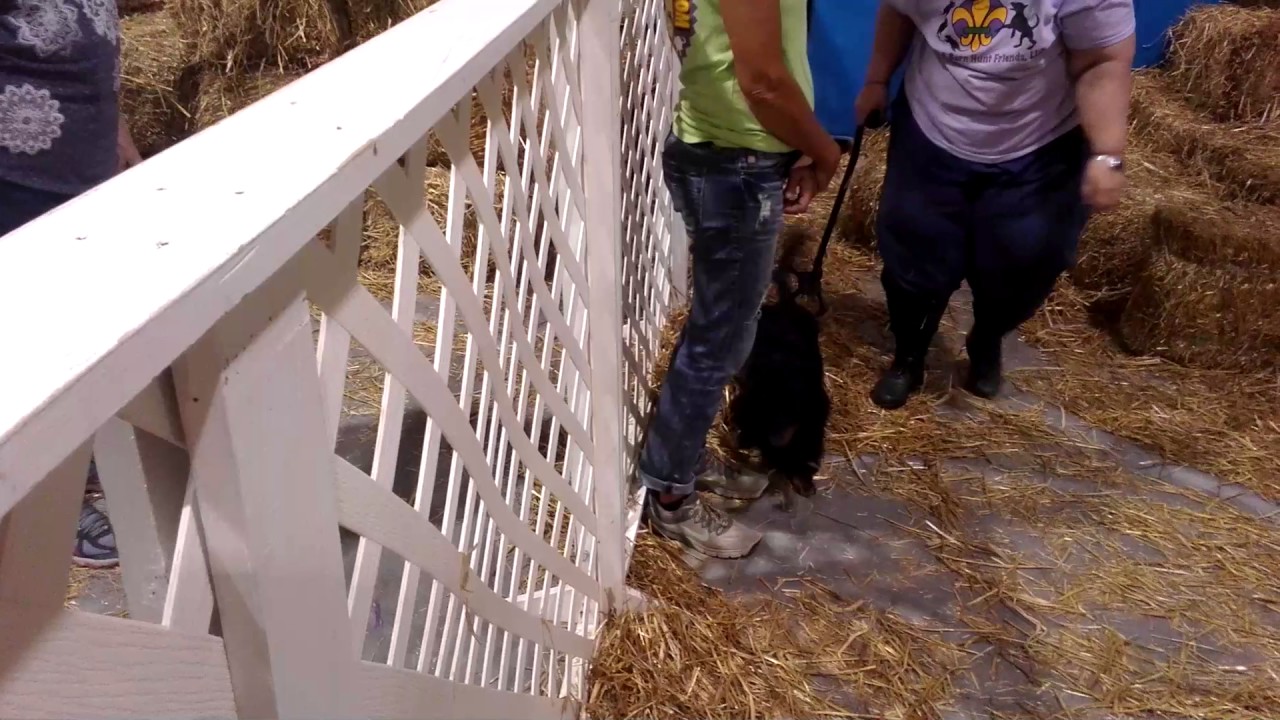 Harper's First RATCHX (Rat Champion Excellent) Qualifying Run - YouTube