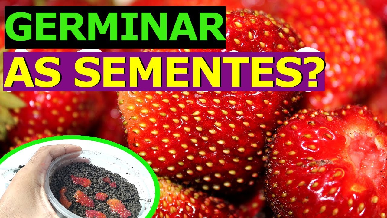 Como Germinar Sementes de Morango A MAIS FÁCIL Técnica Do Mundo ...