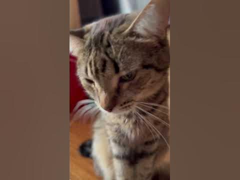 Кошечка Тигра🐈 - YouTube