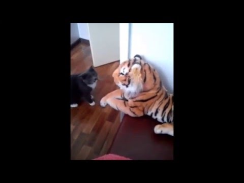 Kaplanı yumruk manyağı yapan kedi