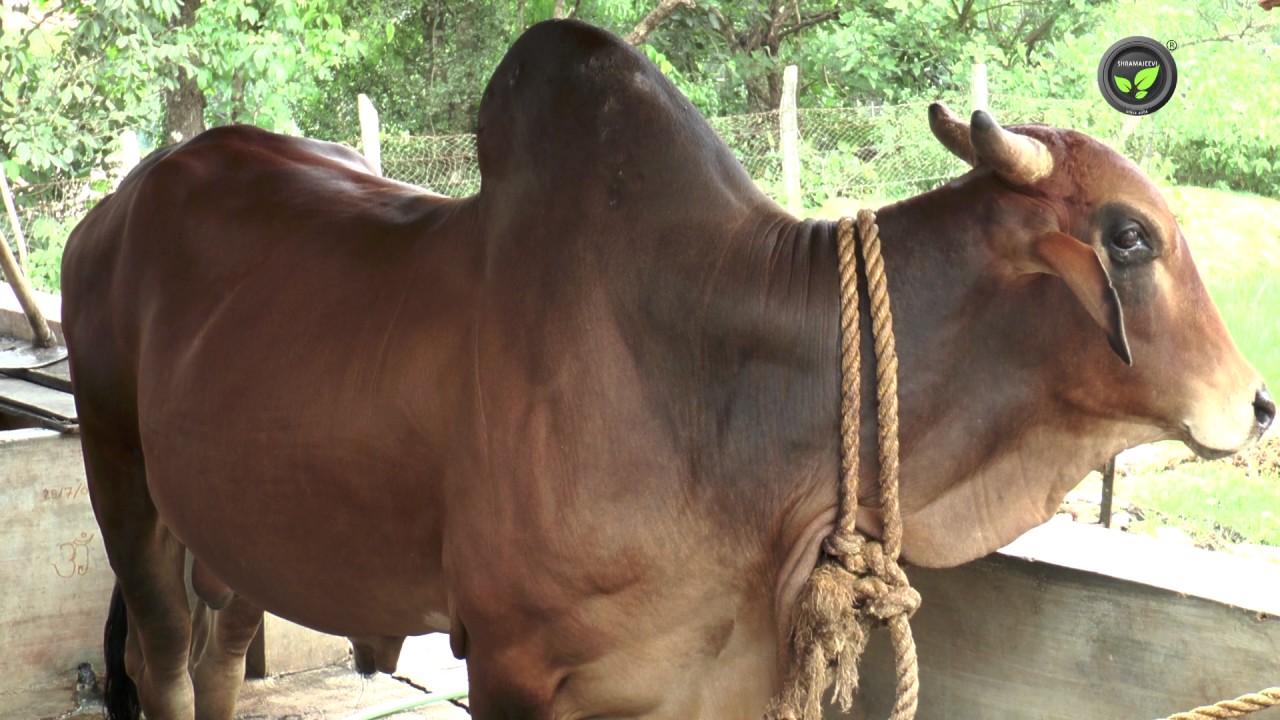 Indian Desi Cow Breed Lal Kandhari YouTube indian-desi-cow-breed-lal-kandhari-youtube
