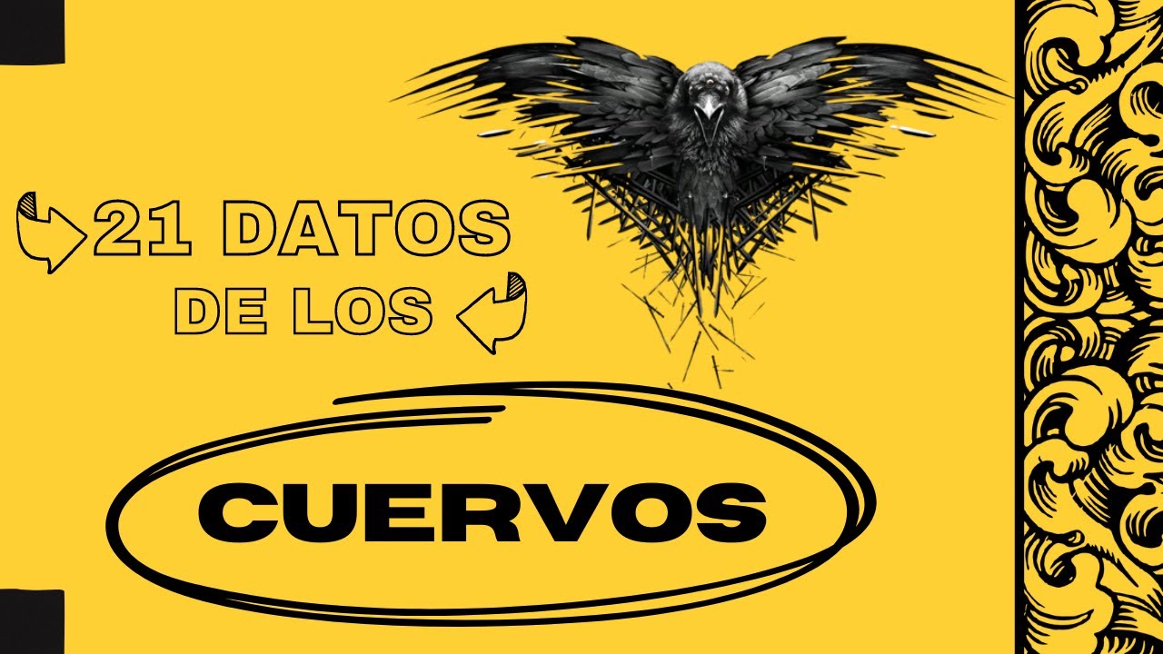 21 DATOS Y CURIOSIDADES DE LOS CUERVOS QUE TE SORPRENDERAN, SON LAS ...