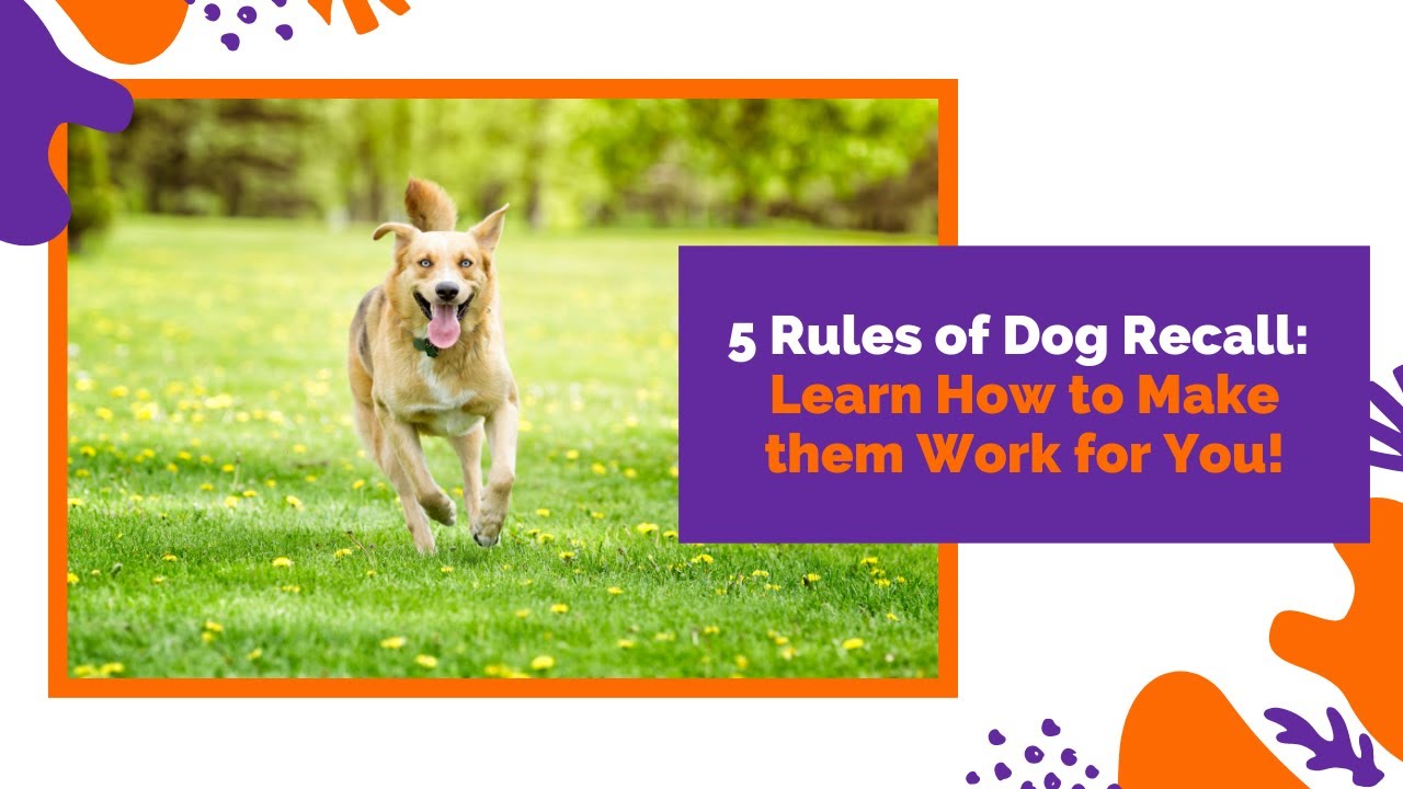 5 Rules of Dog Recall: Learn How to Make them Work for You! - YouTube