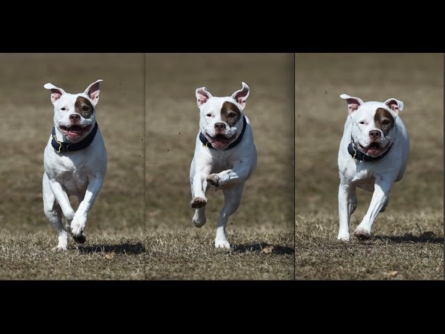 Nikon D4s 33 Frames in 3 Seconds: Testing Group Area AF