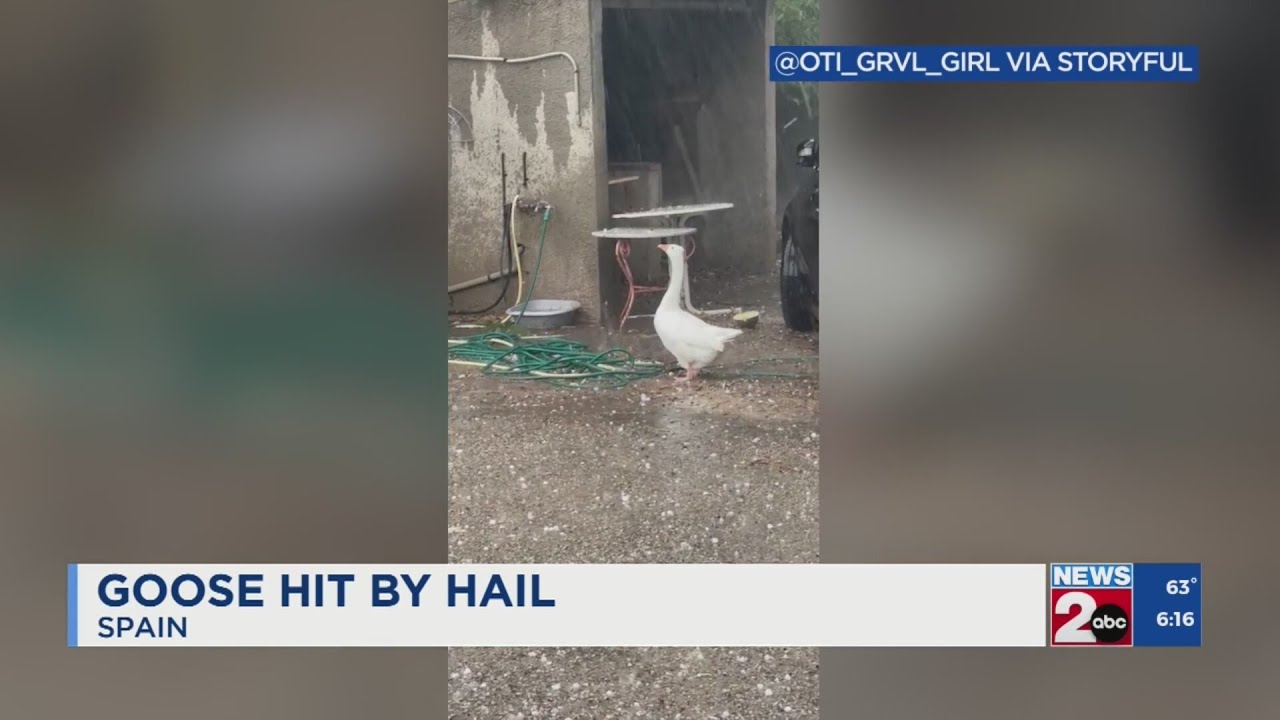 WATCH: Goose stands tall despite hail storm - YouTube