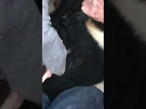First time using a Burdizzo - YouTube