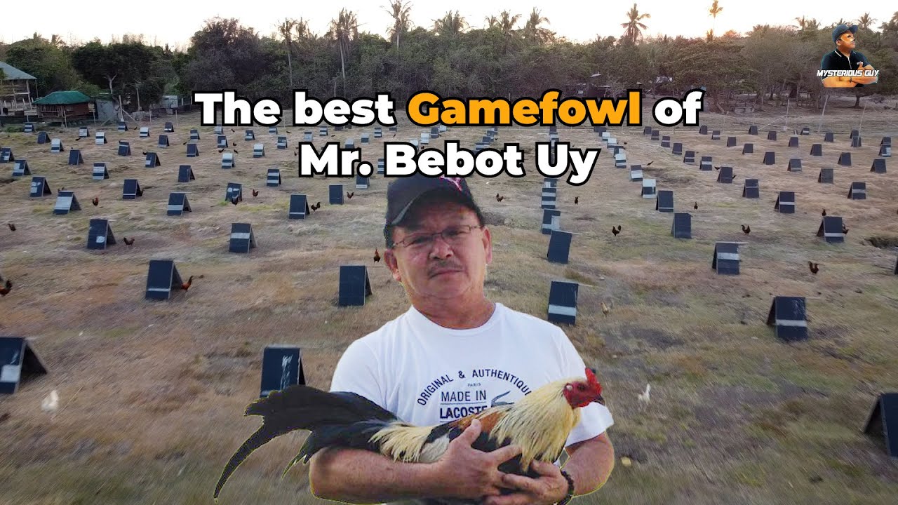 The best Gamefowl of Mr. Bebot Uy - YouTube