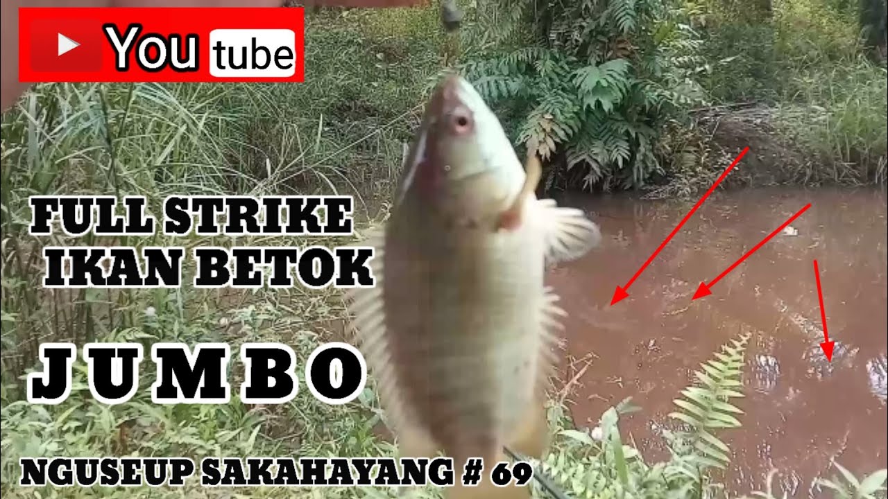 FULL STRAIK IKAN BETOK JUMBO || NS 69 - YouTube
