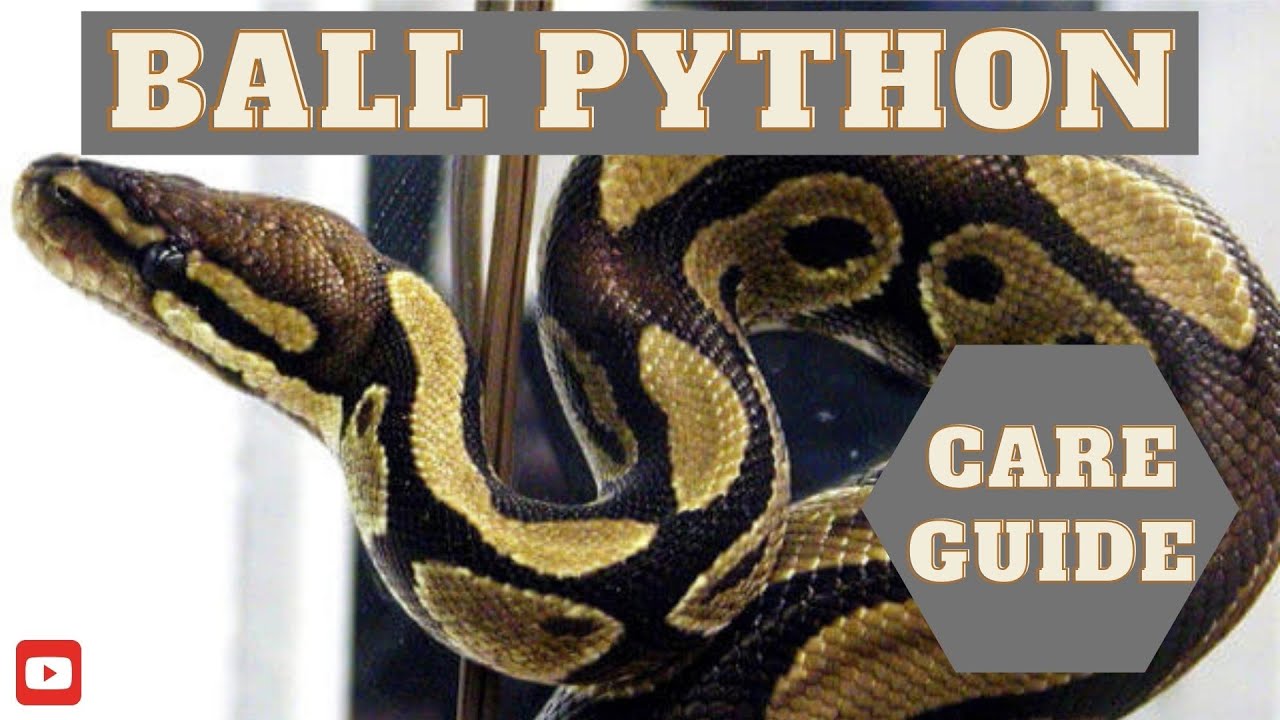 Ball Python: Care Guide & Enclosure Setup (2020) - YouTube