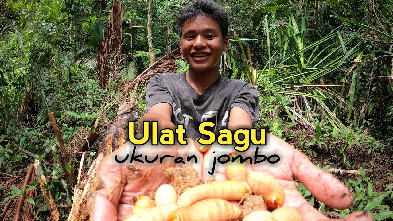 Proses Panen Ulat Sagu, Dengan Satu Pohon Besar. - YouTube