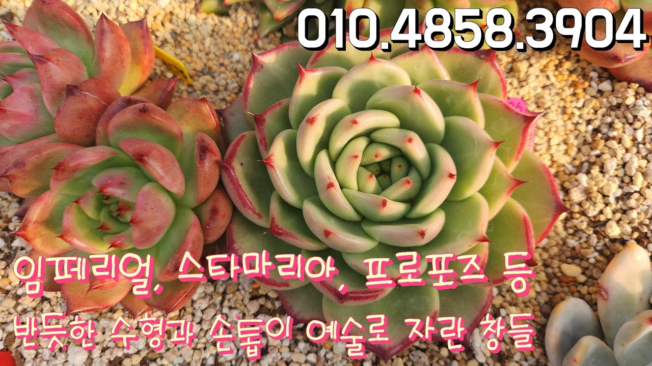 127 반듯한 수형과 손톱이 예술로 자란 창들 전국택배가능 01048583904 다육이추천 다육이소개 다육식물