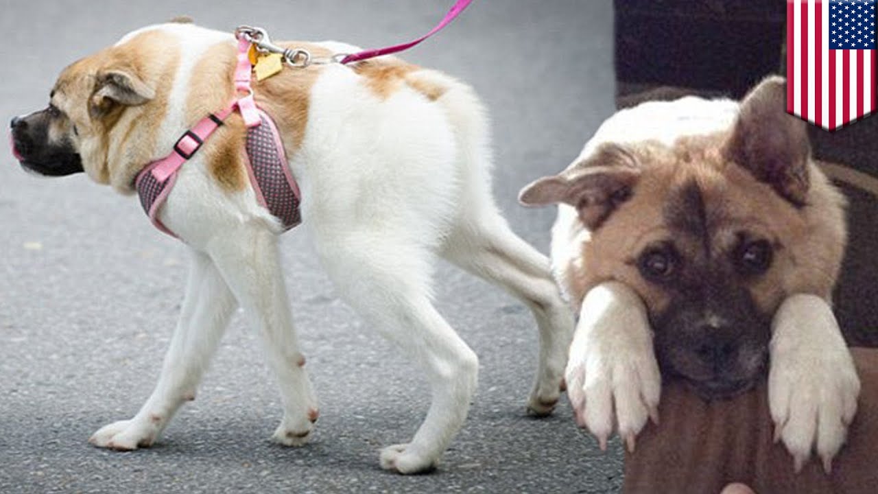 Pig the dog: asong may kalahating katawan, bagong internet sensation ...