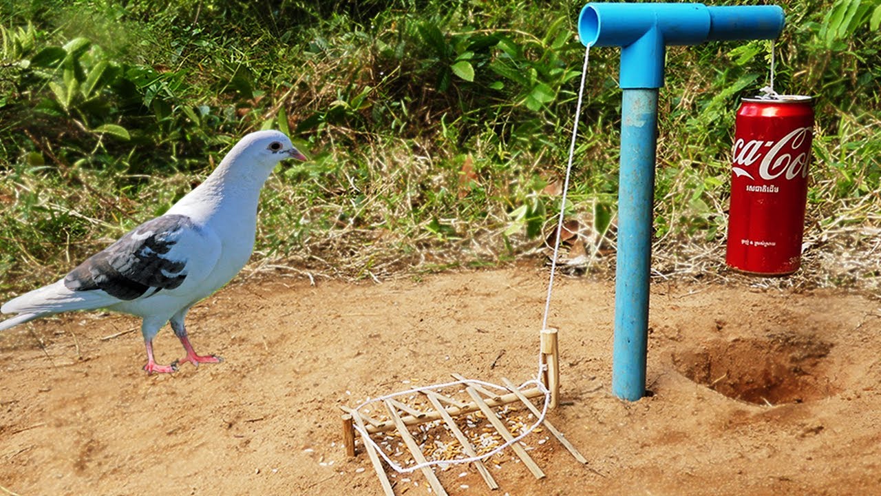 DIY Bird Trap Technology Build From Coca Cola Cans And Blue Pipe - Easy ...