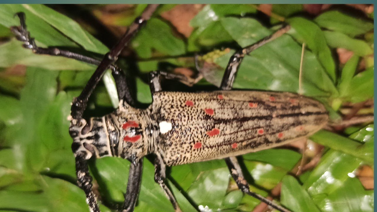 Crickets.රැහැයියා - YouTube