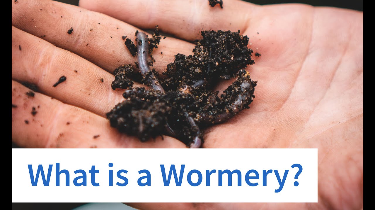 What is a Wormery? - YouTube