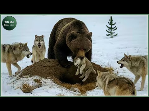 Craziest Grizzly Bear Attacks Ever Caught On Camera | Animal Fights