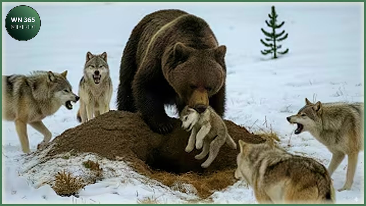 Craziest Grizzly Bear Attacks Ever Caught On Camera | Animal Fights ...