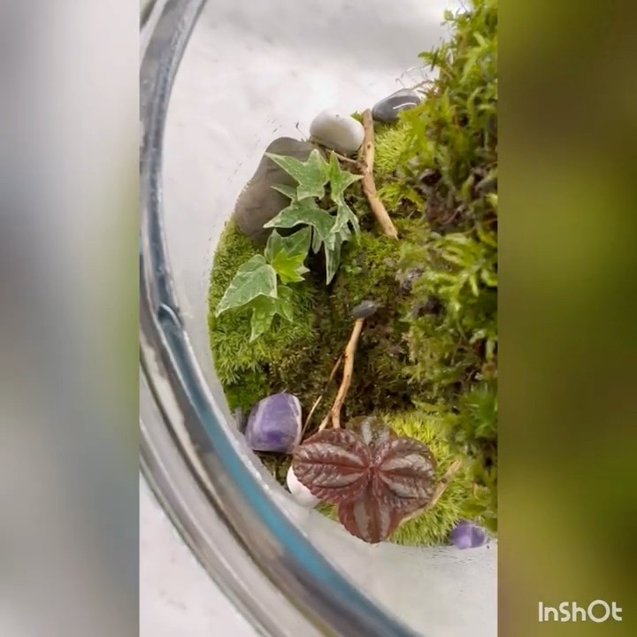 Building my Peace Pine terrarium - YouTube