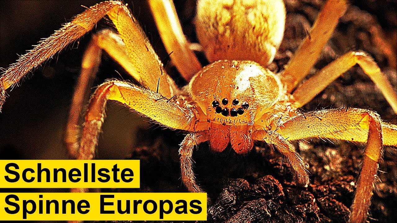 Schnellste Spinne Der Welt