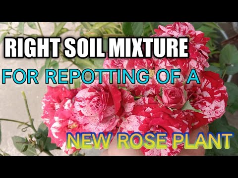 PERFECT SOIL MIXTURE |REPOTTING OF A NEW ROSE PLANT | CARE FOR ROSE ...