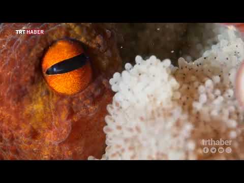 Denizlerin fedakar anneleri: Ahtapotlar