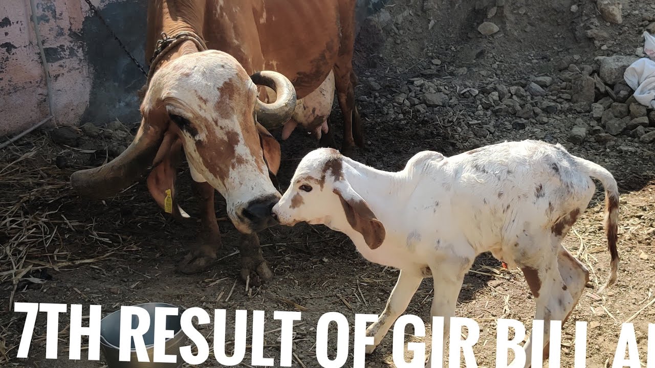TOP BLOOD LINE HEIFER | GIR BULL ARYA | GAJANAND| 9913191340 | MILKING ...