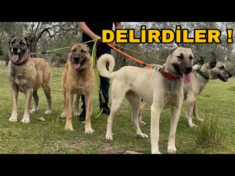 SÜRÜ KÖPEKLERİ BİZE SALDIRDI | YENİ KANGAL DİŞİM YOLDA | SECERELİ KÖPEK ÜRETİMİ