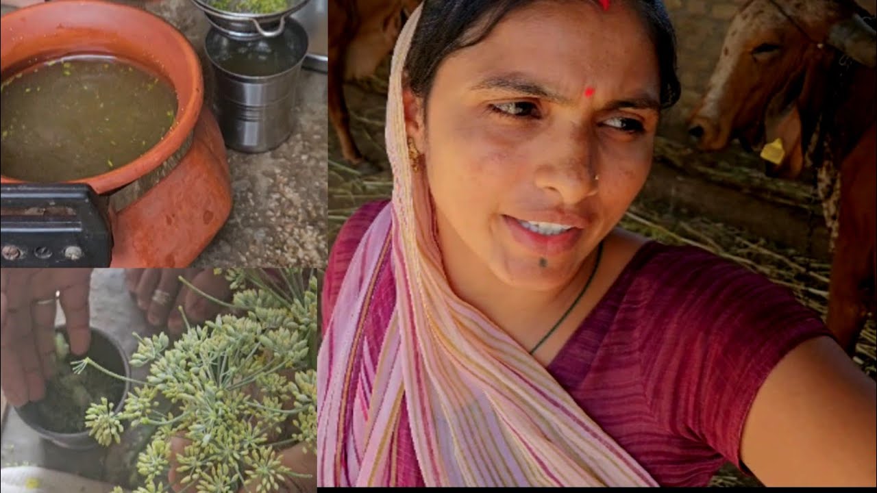 Lili variyali nu sarbat || લીલી વરિયાળી નું સરબત @vandegovmataramvlogs ...