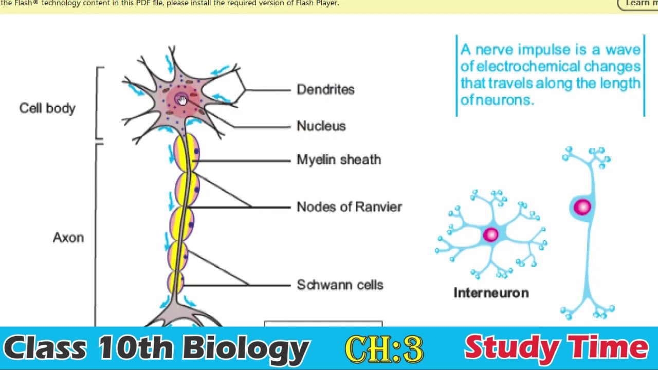 10th Class BIOLOGY, Chapter 12 (COORDINATION & CONTROL): LECTURE 3 ...