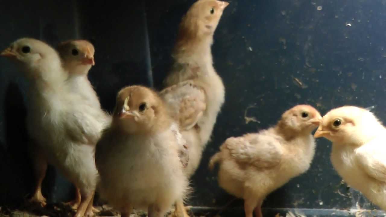 Baby chicks jumping around. - YouTube
